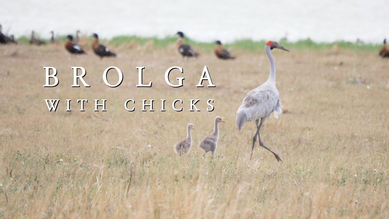 Dancing Brolga with chicks 4K Australian Birds - YouTube