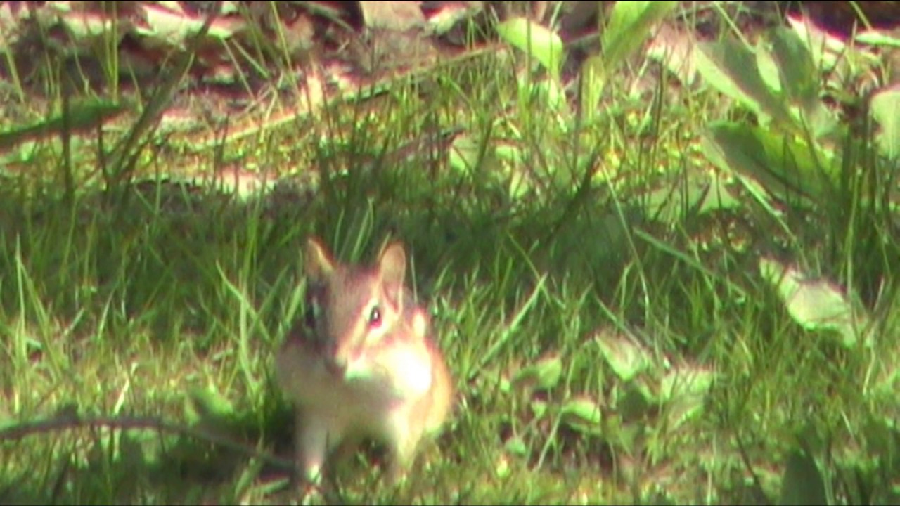 CHIPMUNK EATING DRIED CORN - YouTube