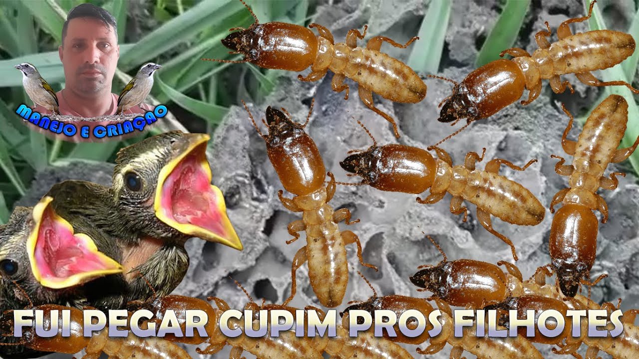 PEGANDO CUPIM PROS FILHOTES DE TF RECEM NASCIDOS - YouTube