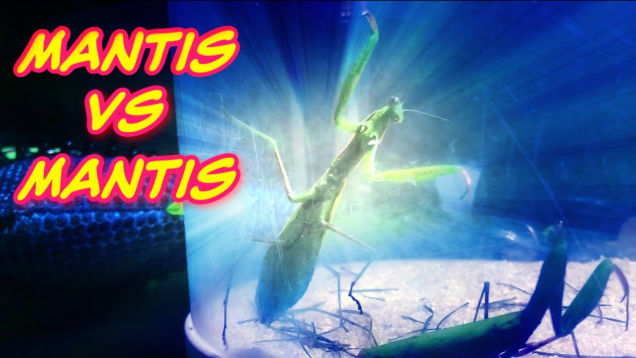 MANTIS VS MANTIS - YouTube