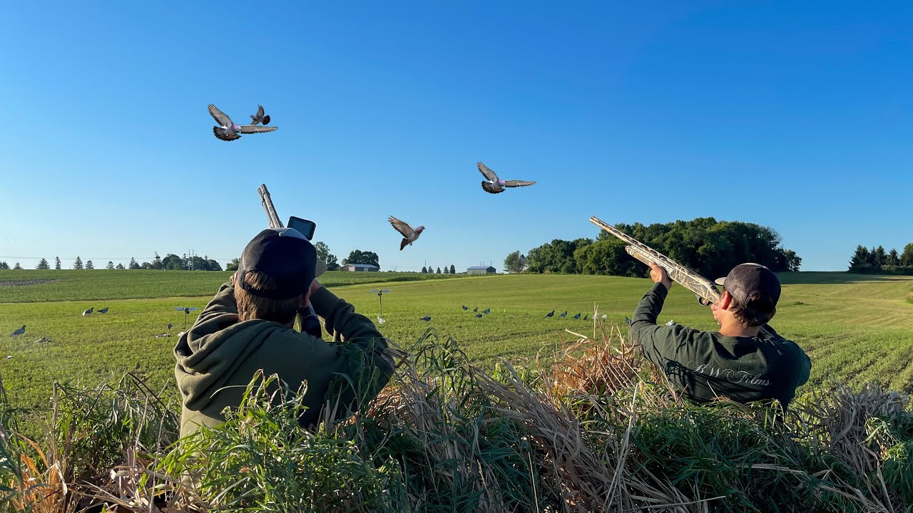 PIGEON HUNTING Fresh Cut Field! (Catch Clean Cook) - YouTube