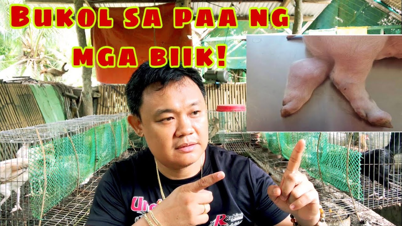 Ano ang dapat gawin sa mga bukol sa paa ng mga biik | Ryan Patenio ...