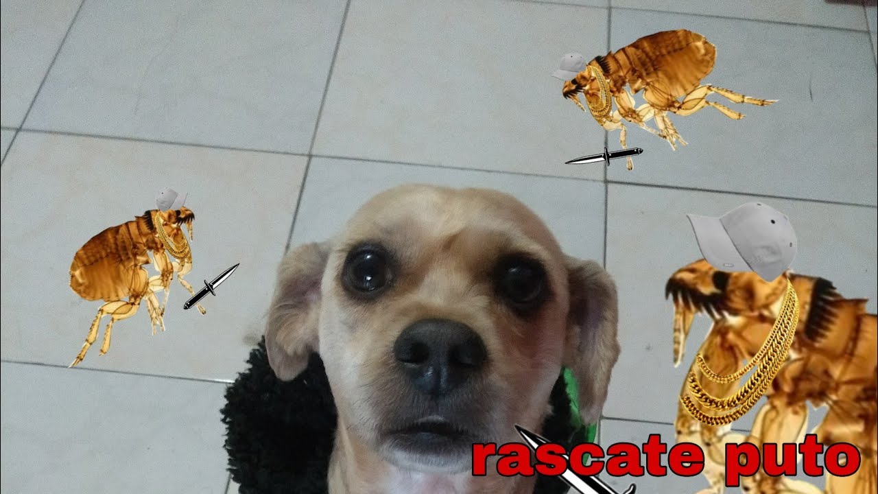 Como matar pulgas alv - YouTube