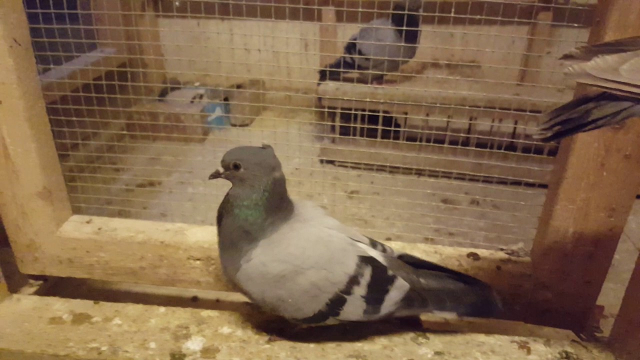 Tippler Pigeons Breeder Update 2017 March - YouTube