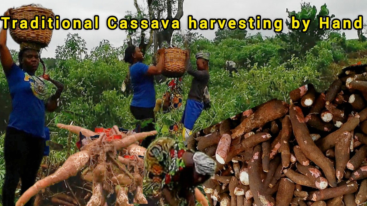 Traditional Cassava harvesting By Hand - YouTube