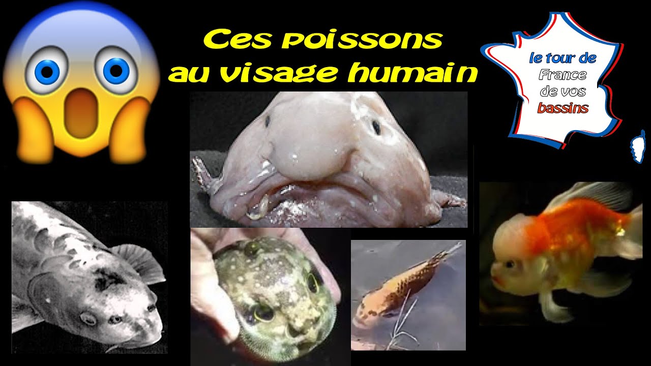 fish with human face compilation top 5 - YouTube