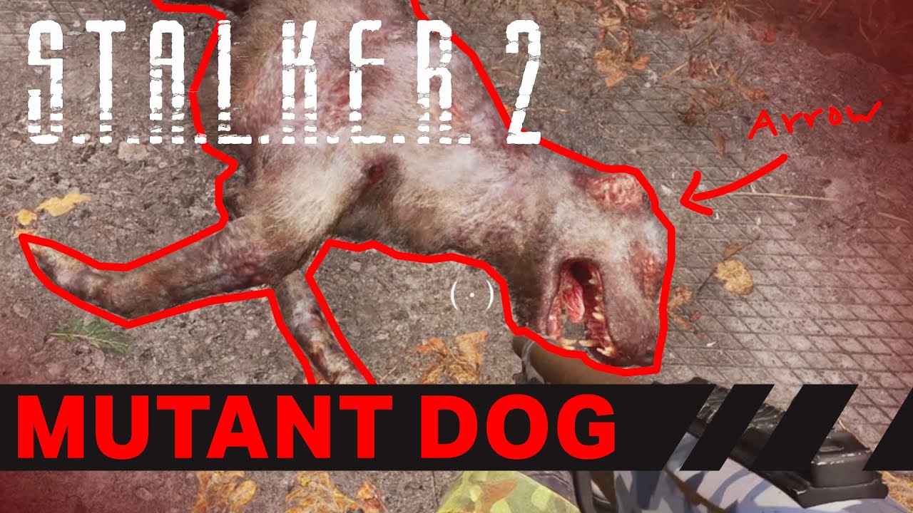 STALKER 2 Mutant Dog Guide! - YouTube