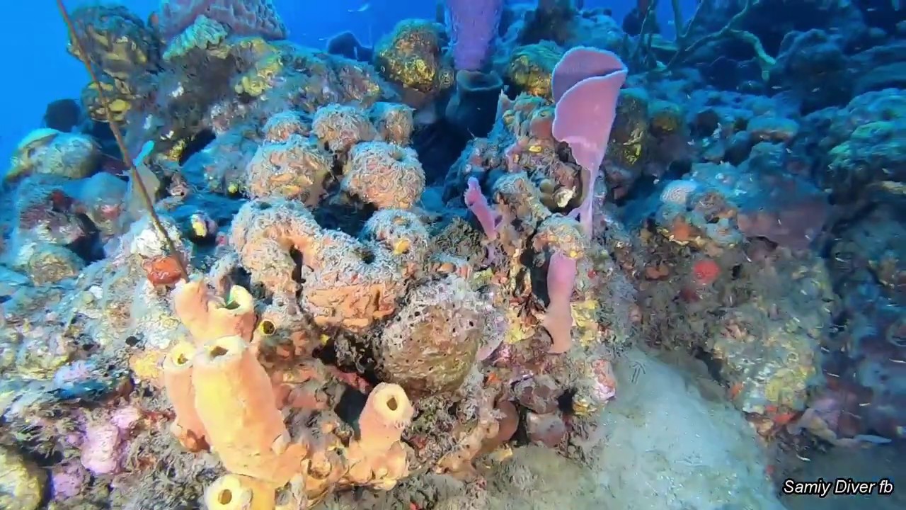 Whiskers of the Reef (Whip Wire Giant Barrel Spongefest) - YouTube