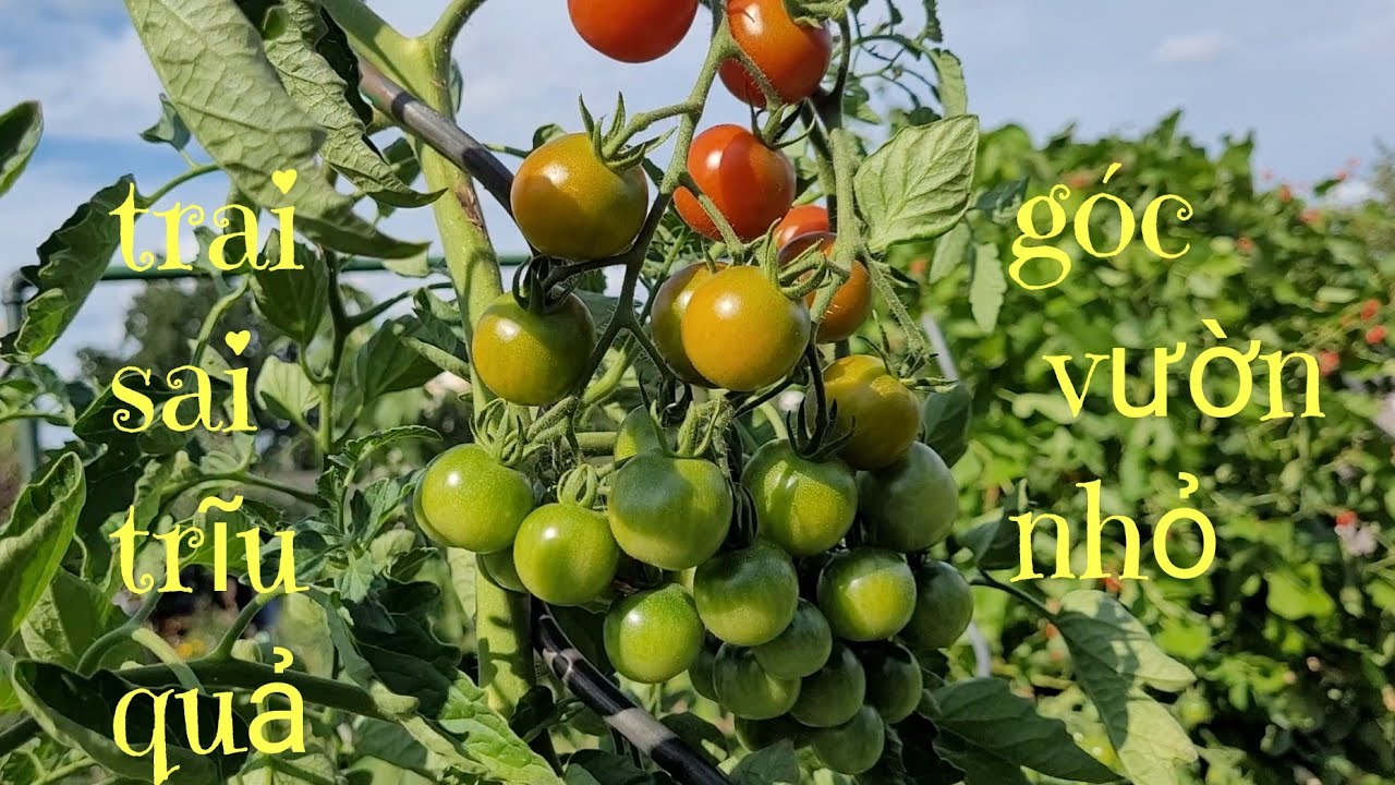 Góc vườn nhỏ cà chua và nho mini trĩu quả - YouTube