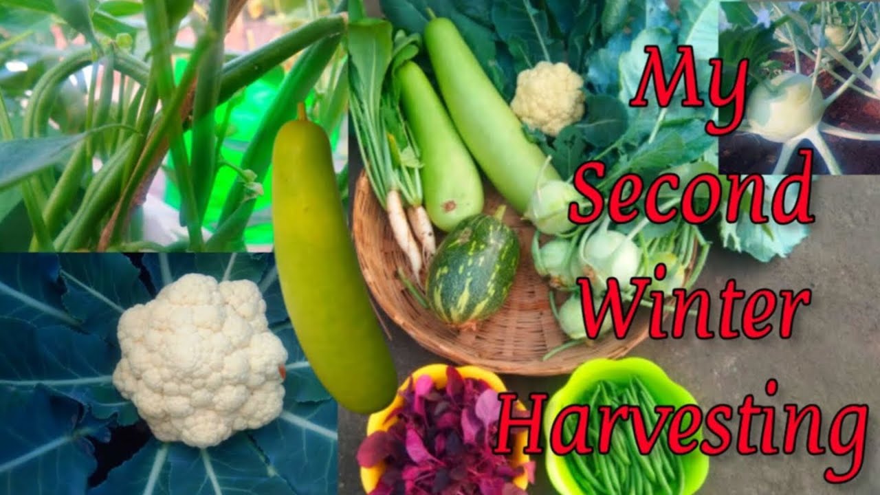 My Second Winter Harvesting | December Harvesting | Organic Vegetables ...