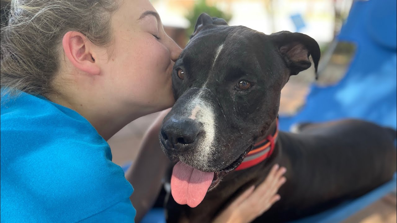 Buzz Pit Bull Kisses - Dog n Kitty City - YouTube