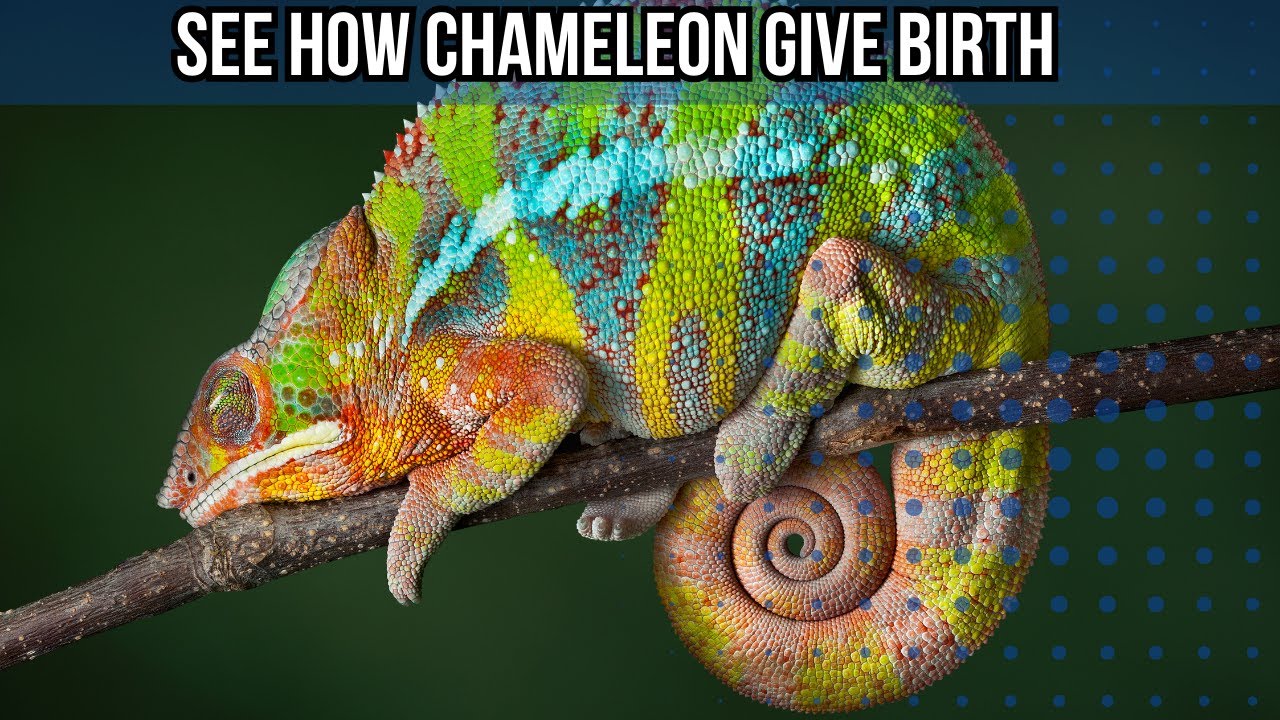 How chameleon give birth - YouTube