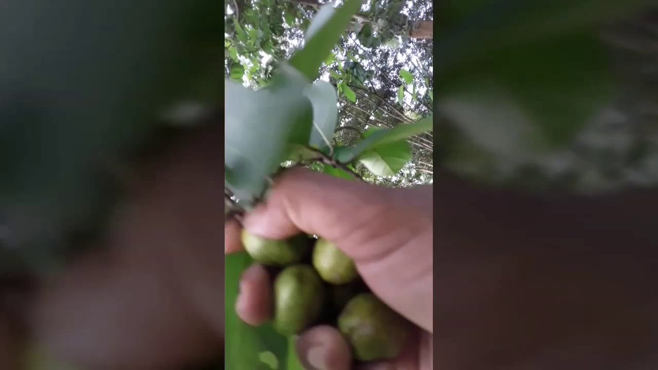 A Journey for Indian Gall-nut।। হরিতকির খোঁজে ।।Myrobalan - YouTube