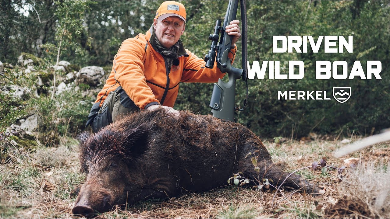 WILD BOAR DRIVEN HUNT | HUNTING MAGIC MOMENTS - YouTube