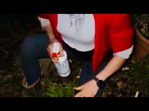 Rosemary Corner 💙 Part I END of winter Pruning ASMR cuttings - YouTube