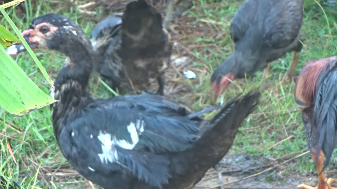 Duck Eating Rice at cambodia - YouTube
