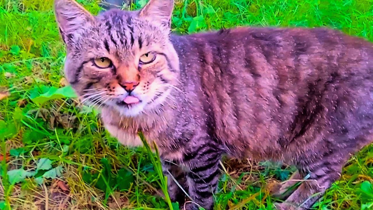 Very beautiful field cat of an unusual color has lunch and washes ...