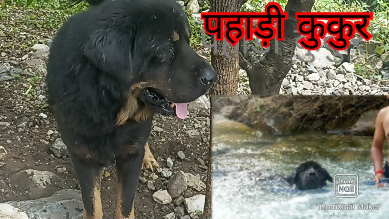 Uttarkhand dog from #uttarakhandwale #Amarkennek#pahadidog # ...
