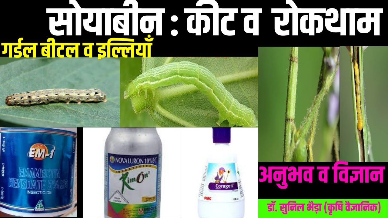 सोयाबीन गर्डल बीटल व इल्लियों का प्रभावी कंट्रोल! Soybean Insect ...