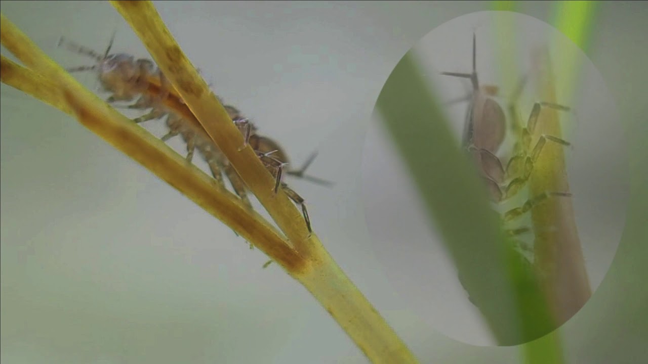 Asellus Aquaticus - YouTube