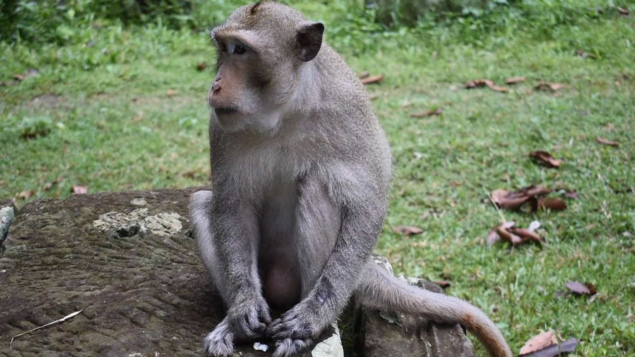 Collection Style of monkeys sitting /ak monkey zone/ - YouTube