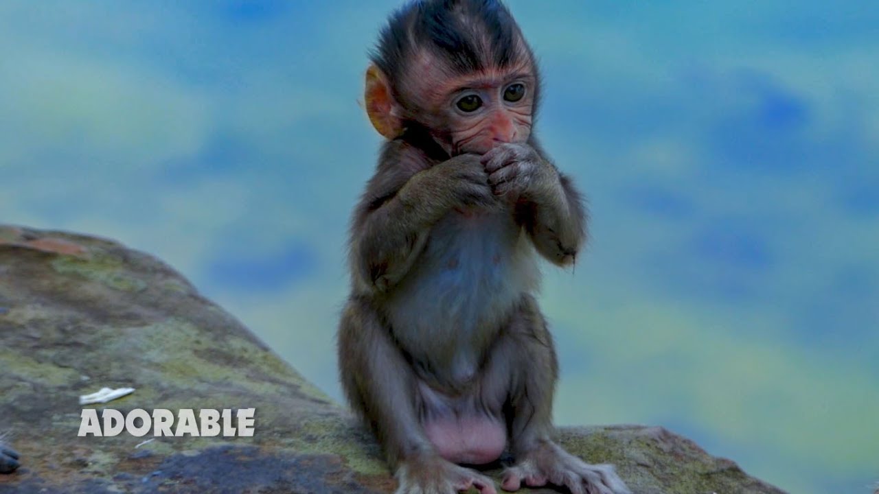Adorable little baby monkey Patricia pick food from ground to eat ...