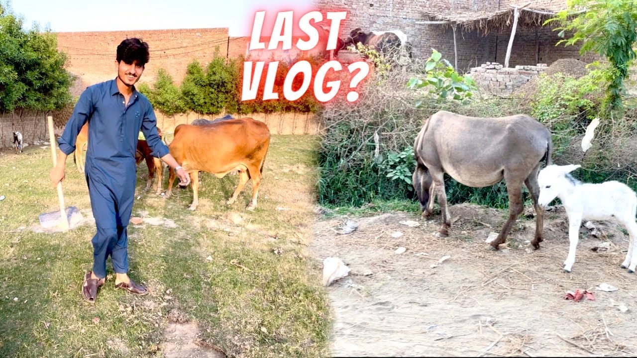 Last hunting with shikra | both yad aya gi |🙁 - YouTube