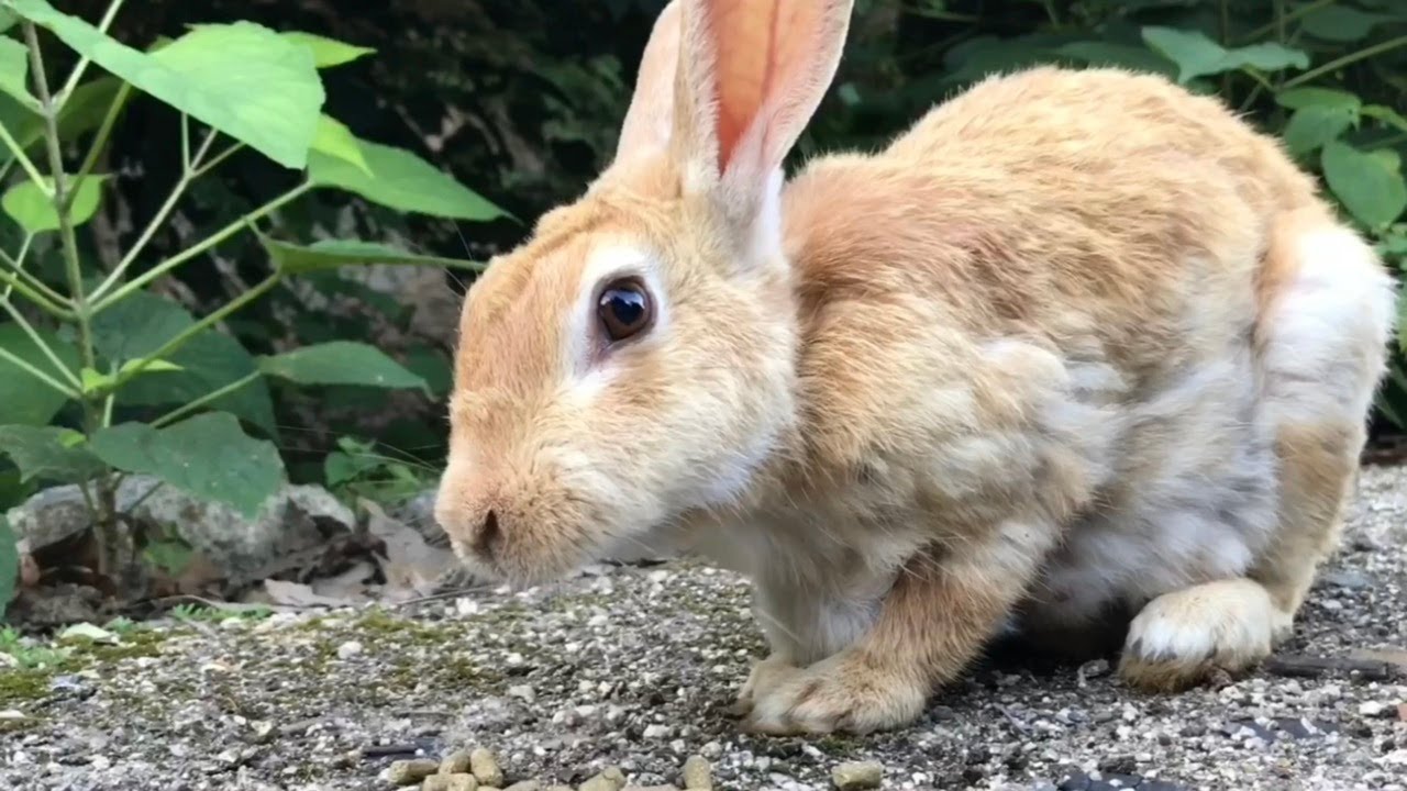 Rabbit: “My profession is modeling.” - YouTube