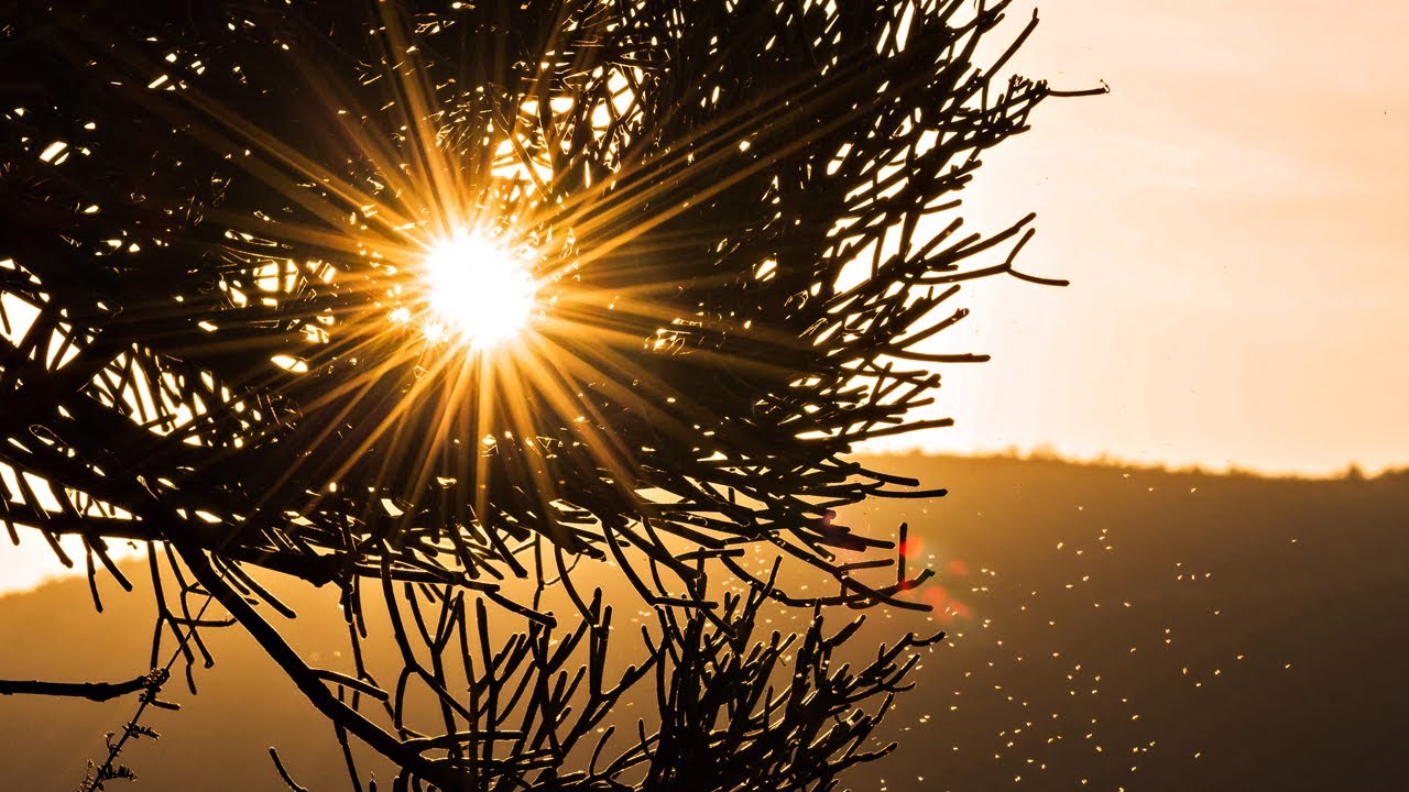 Bush night sounds | Biyamiti Bush Camp #3, Kruger National Park ...