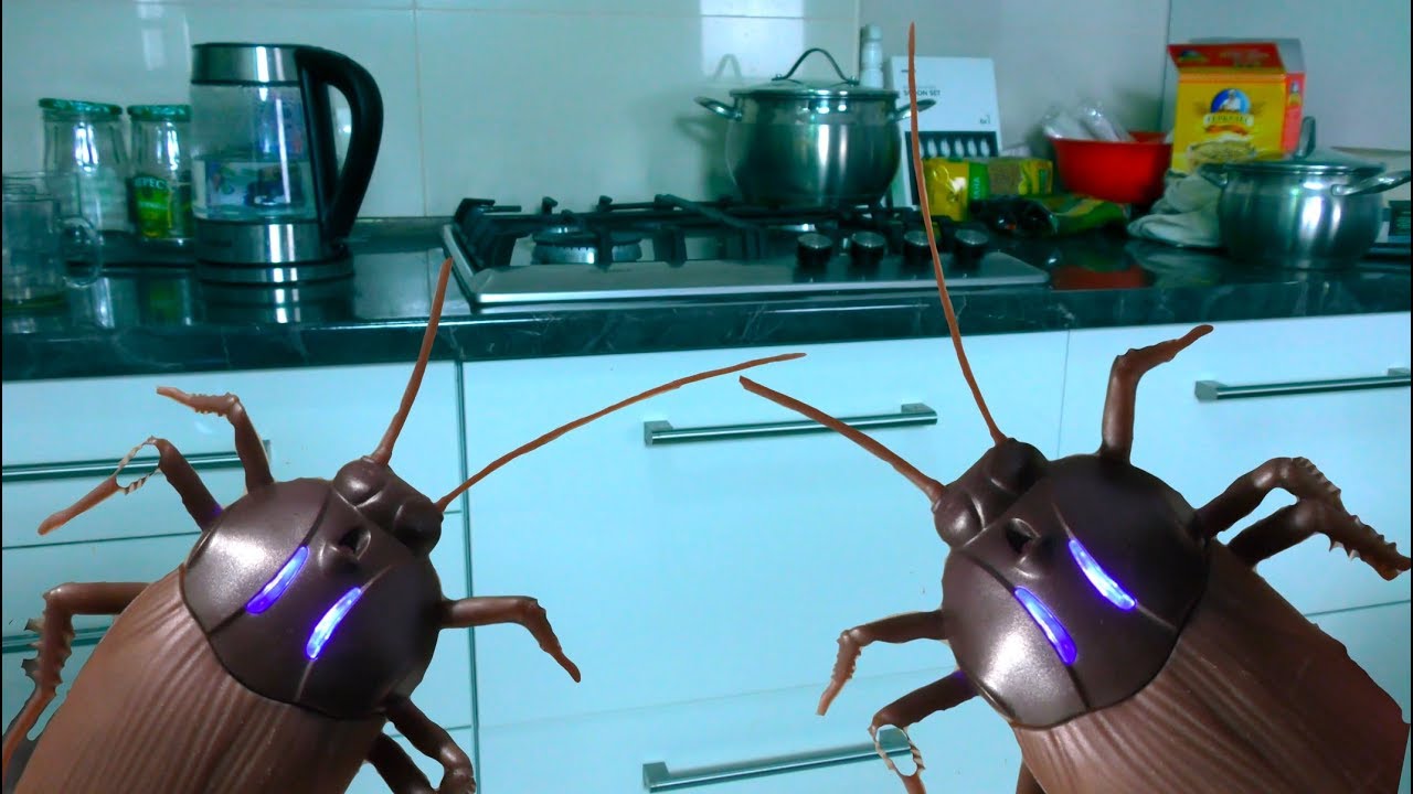 They are everywhere. Robots Vs Cockroaches Challenge - YouTube