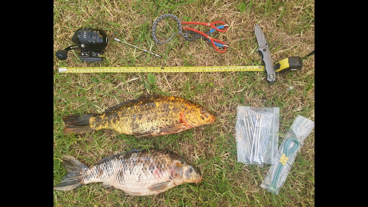 Shooting a couple of koi carp with slingshot in New Zealand / slingshot ...