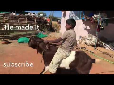 Only for kids - Funny Goat riding - YouTube