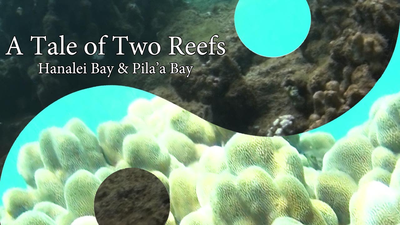 Tale of Two Reefs - YouTube