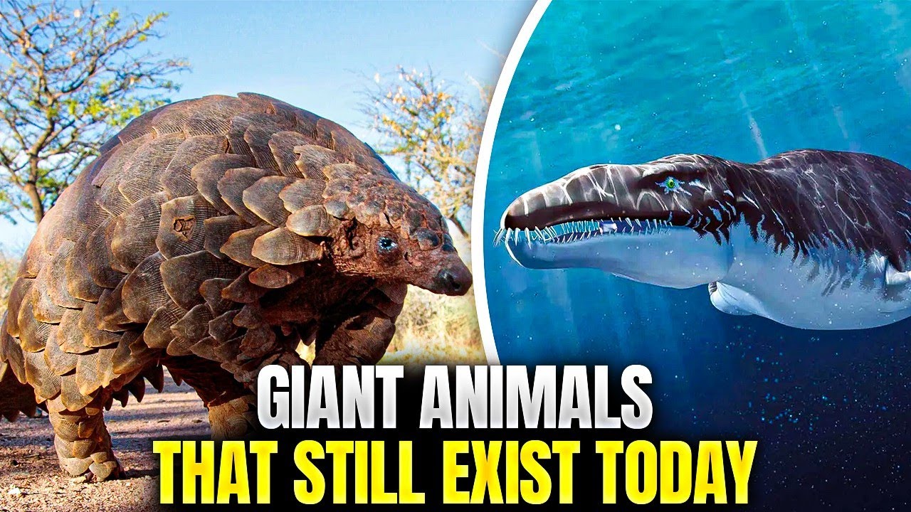 Giant Animals That Still Exist Today - YouTube
