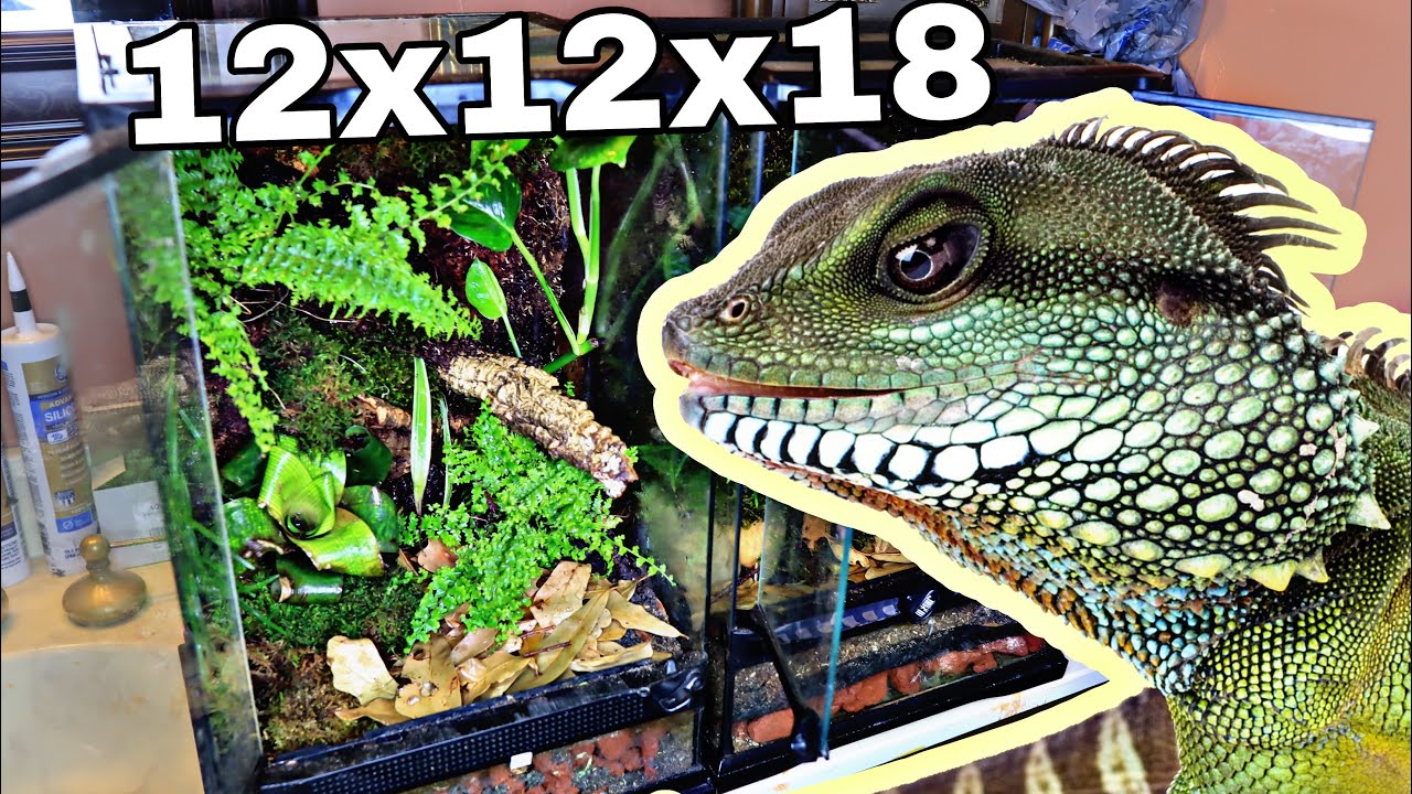 How to build a 12x12x18 BIOACTIVE setup! (Bioactive Setup Tutorials EP.2) - YouTube