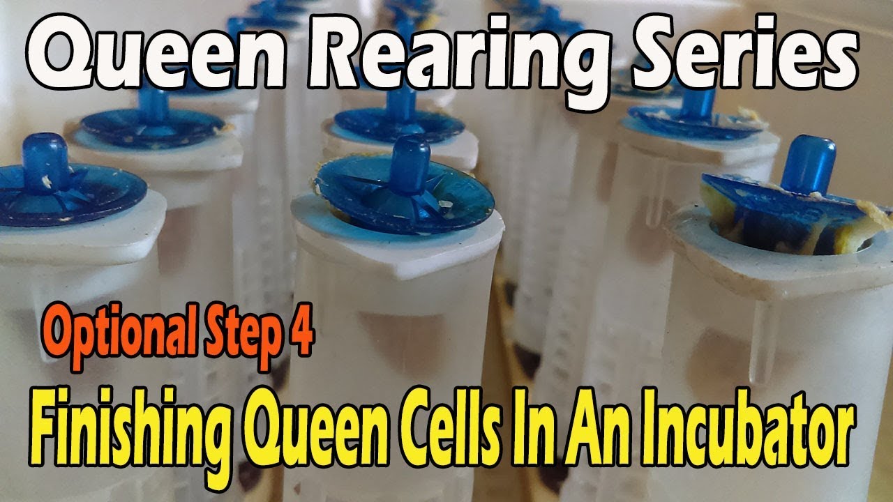 Finishing Queen Cells In An Incubator... JC's Queen Rearing Series ...