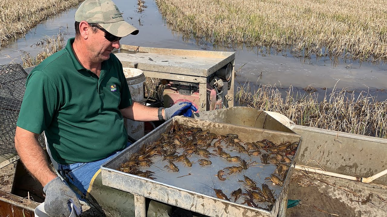 Crawfish in Louisiana - YouTube