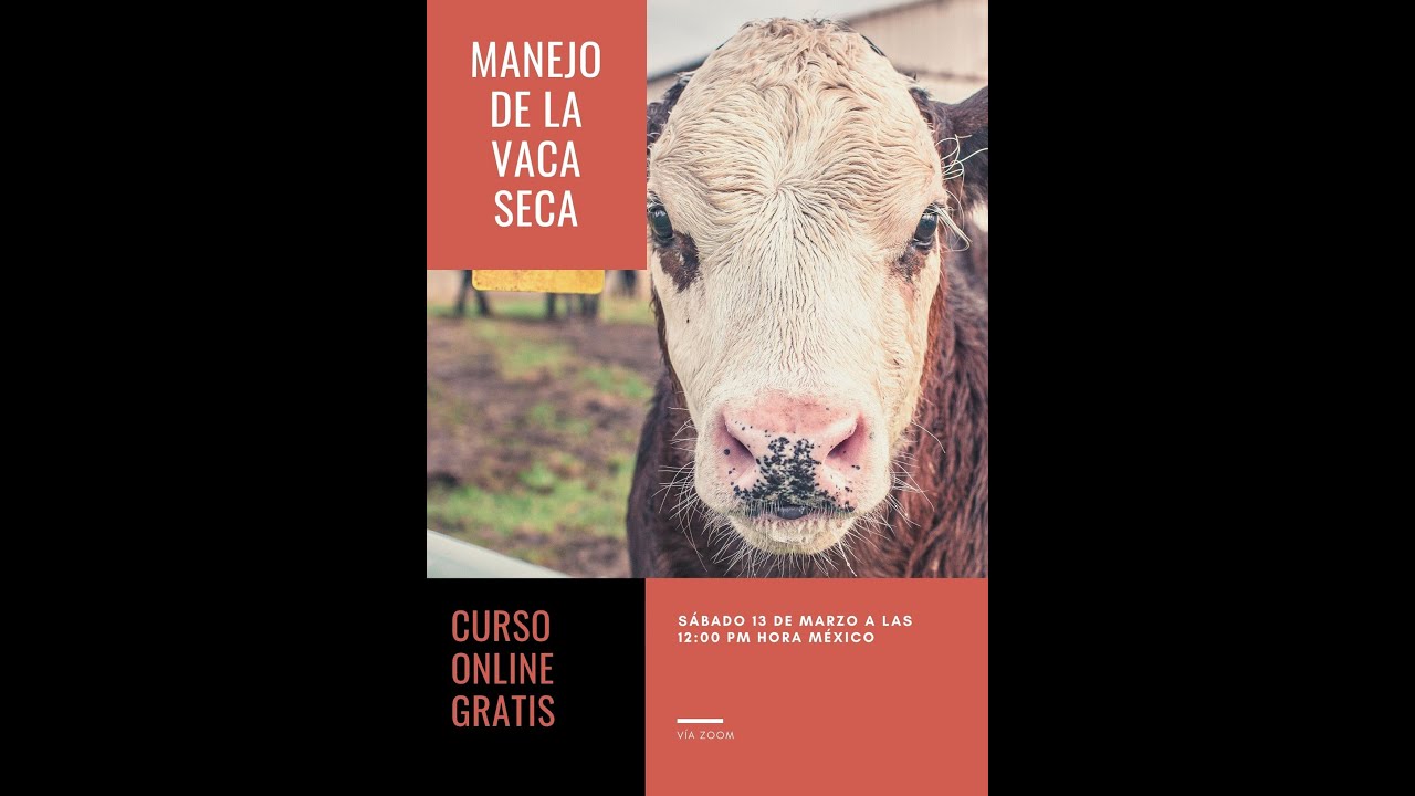Manejo de la Vaca Seca - YouTube