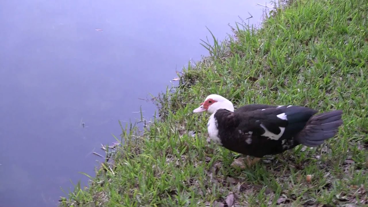 Muskovy Duck has a twisted neck - YouTube