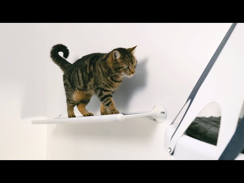 Catipilla Cat Walk | Product Short