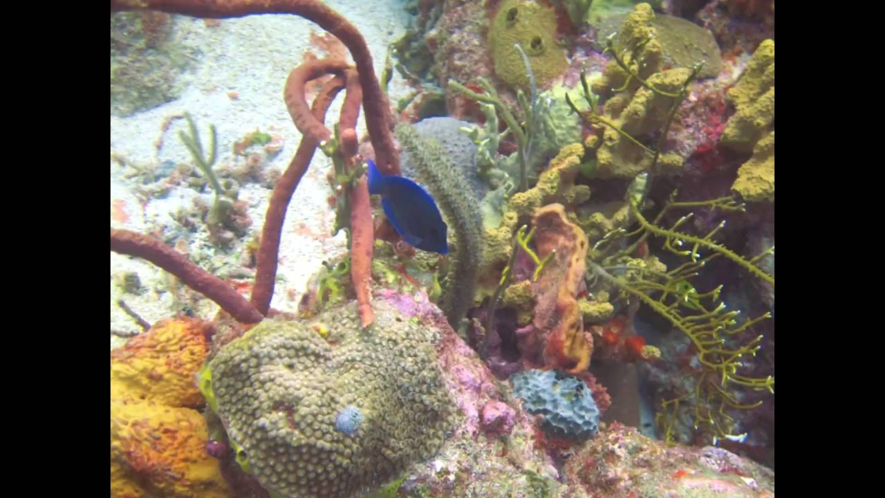 Scuba Diving Barbados 2016 with Barbados Blue - YouTube