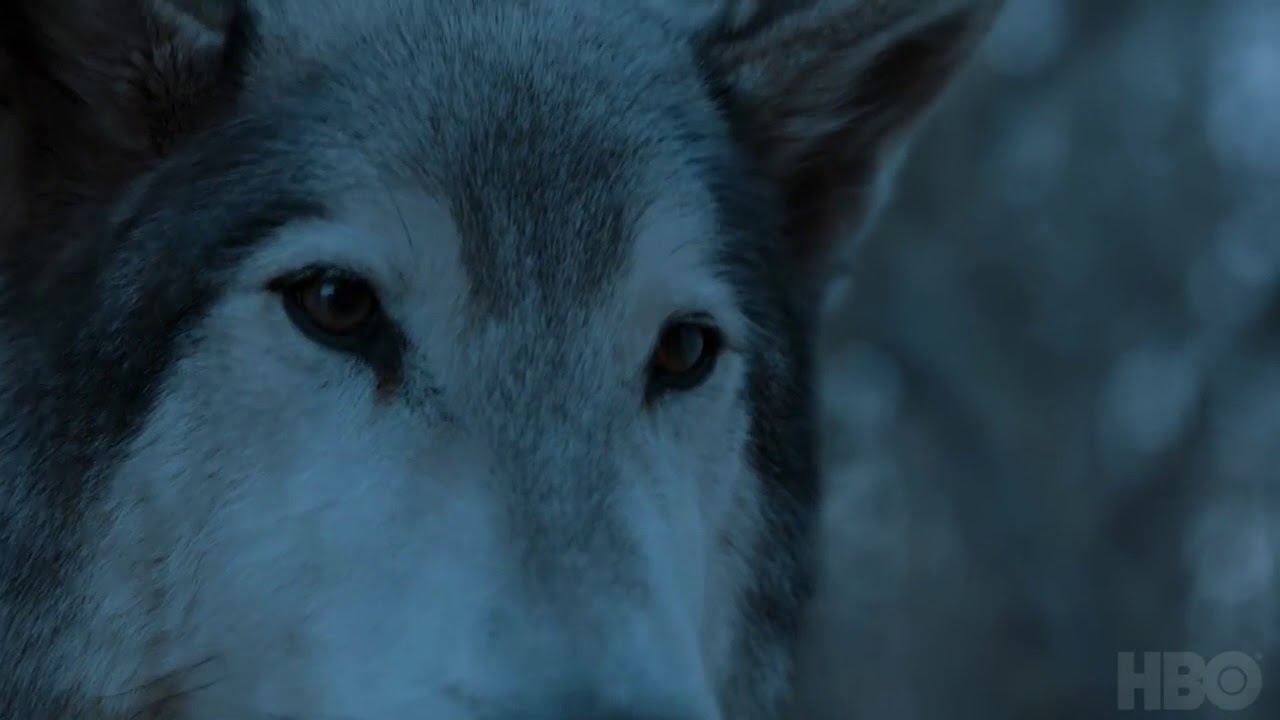 The Stag and the Wolf - YouTube