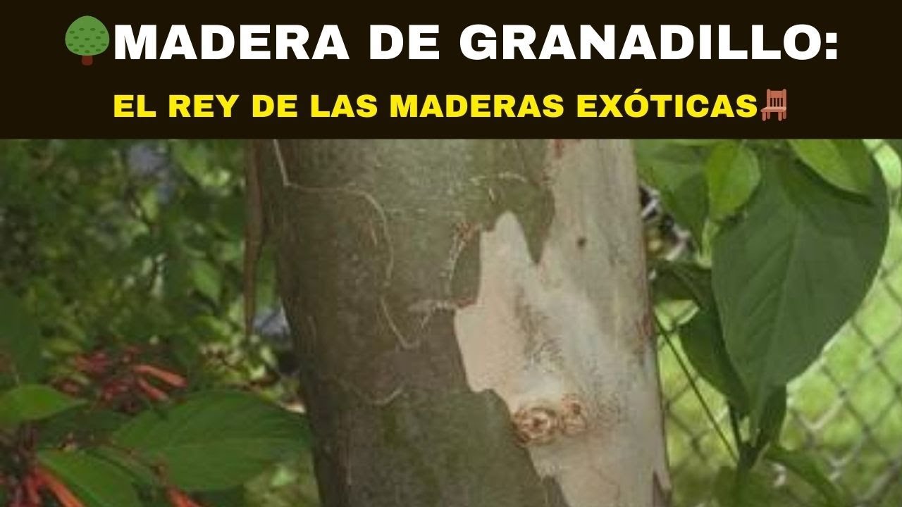 🌳MADERA DE GRANADILLO: El Rey de las Maderas Exóticas🪑 - YouTube