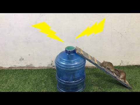 creative mousetrap Do mice avoid traps 13 - YouTube