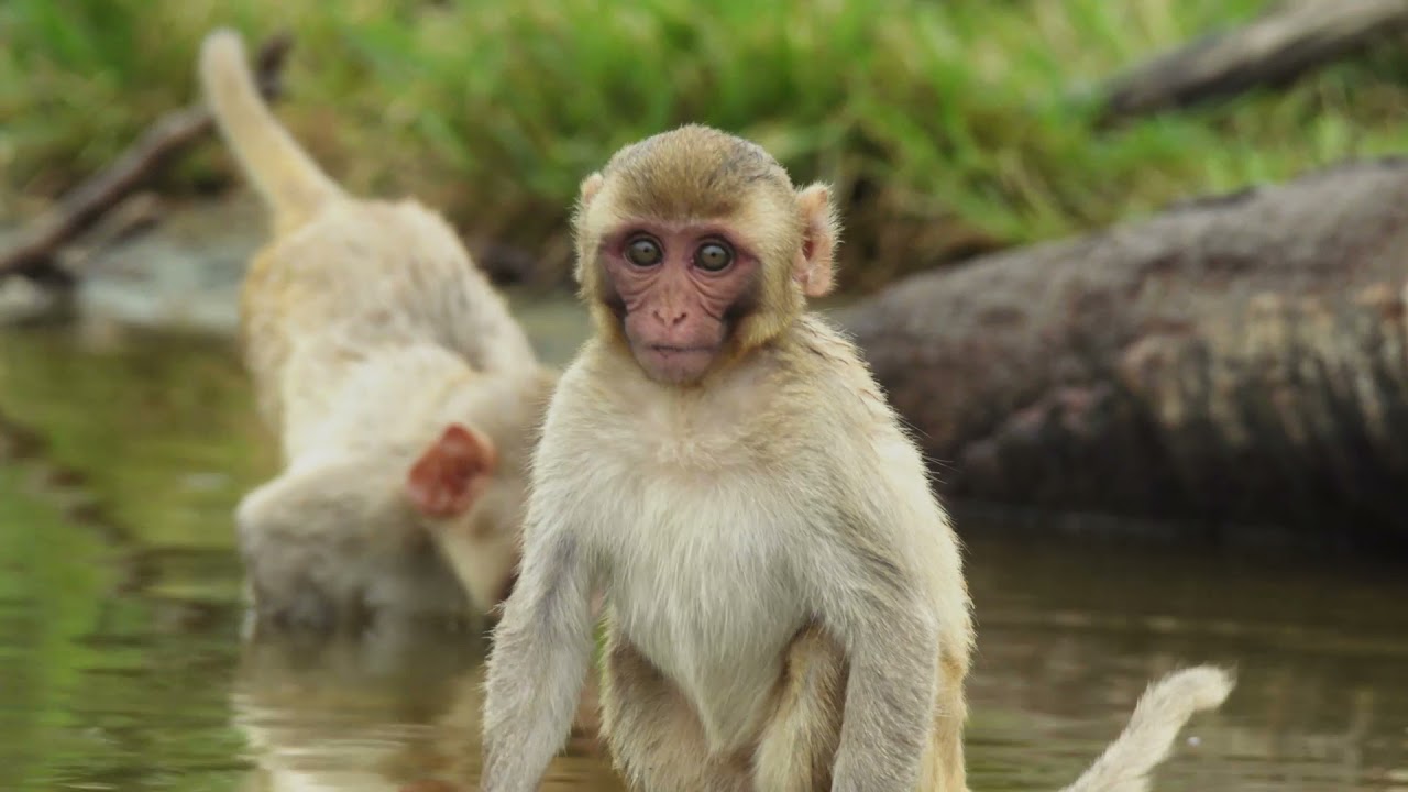 Rhesus Macaque Social Relationships - YouTube