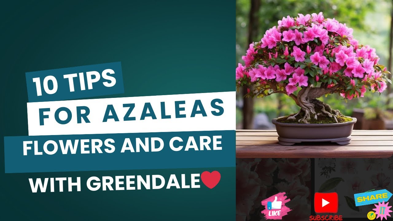 10 tips to make your Azaleas bloom and good health #flowers #livestream ...