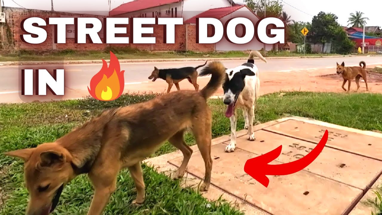 The Reality of Male Dogs During a Females Season - YouTube