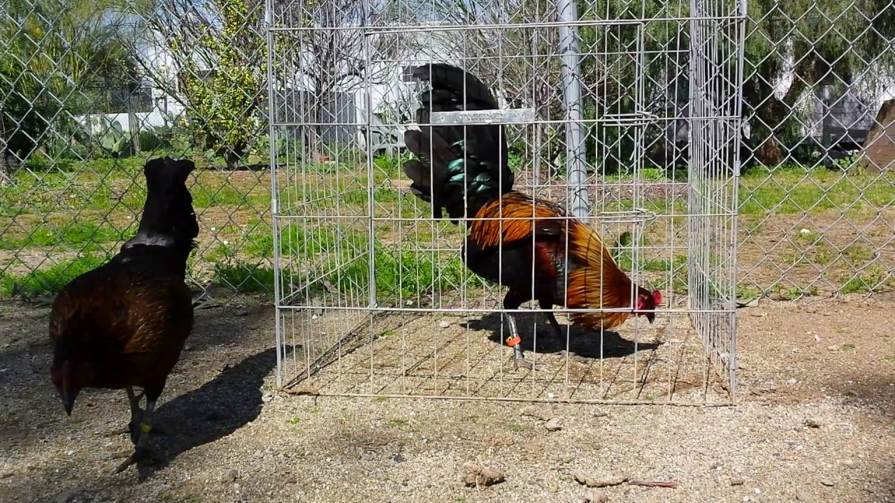 Lemon Black McRae Stag Gamefowl One year Old. Roosters Gallos - YouTube