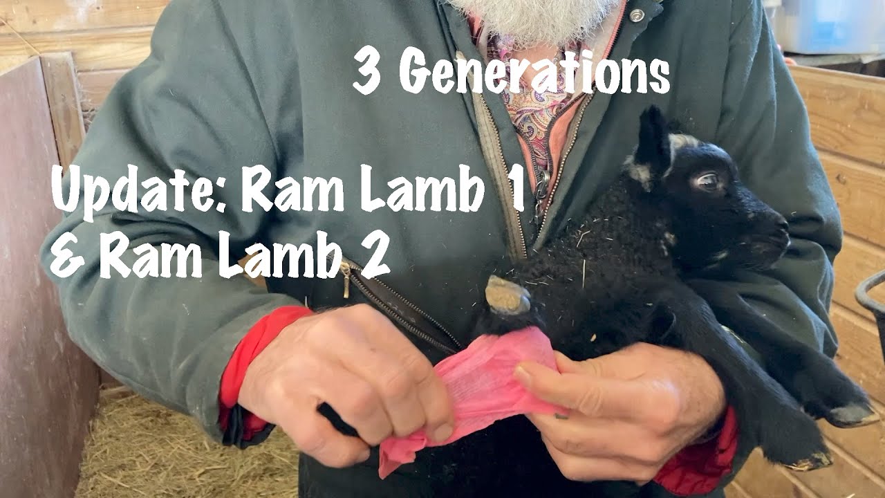 Update Ram Lamb 1 & Ram Lamb 2, Did Ram Lamb 2's Knuckle Heal with the ...