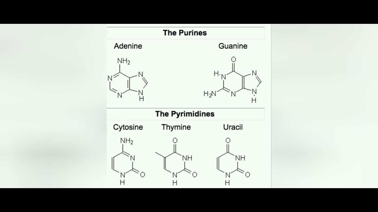 BASE COMPOSITION OF DNA - YouTube